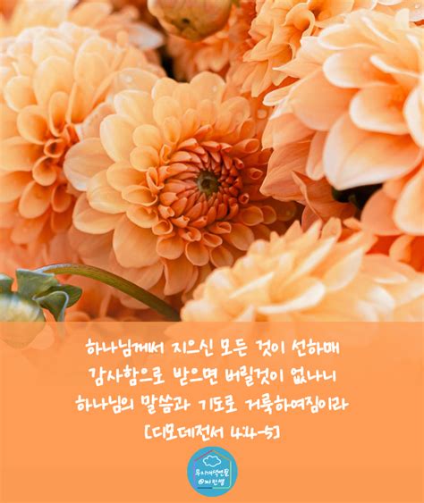달리아 꽃말과 다알리아 꽃 특징 개화시기 네이버 블로그