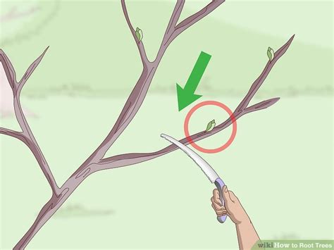 How To Root Trees With Pictures WikiHow