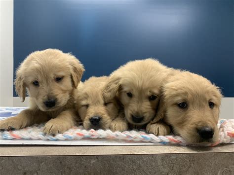 Golden Retriever Puppies Uk Kennel Club At Marc House Blog