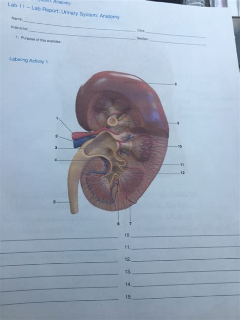 Solved Anatomy Lab Lab Report Urinary System Anatomy Chegg