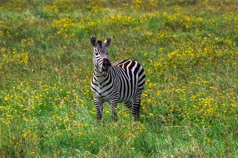 Cannundrums Grant S Zebra