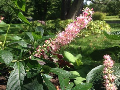 ‘ruby Spice Summersweet Fedco Seeds