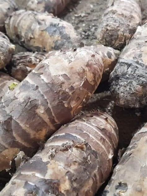 बंगाली सब्जी के दीवाने हुए राजस्थान वासी
