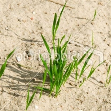 What Is The Best Grass Seed For Rhode Island】≡
