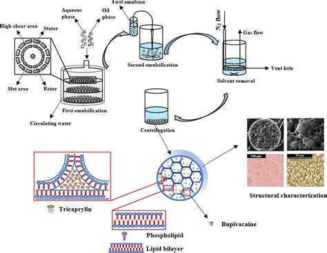 Liposome Formulation Process Development Cd Formulation