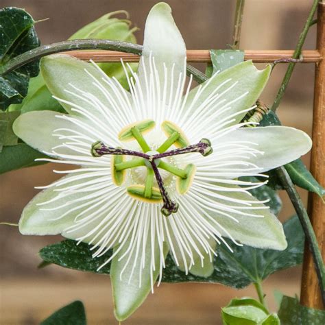 Passiflora Snow Queen Passion Flower The Boma Garden Centre