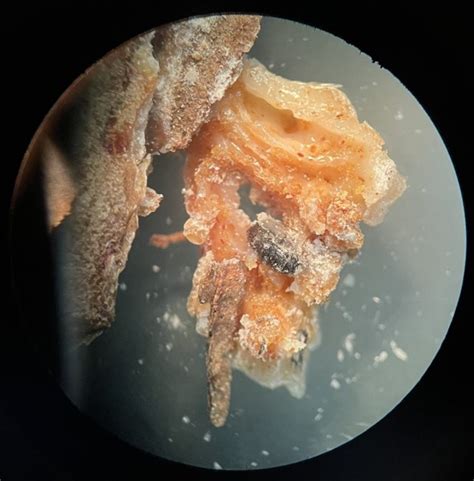 The Southern Pine Beetle The Tree Killer Us National Park Service