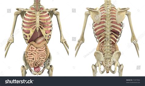 Male Skeleton Internal Organs Front Back Stock Illustration 71877004
