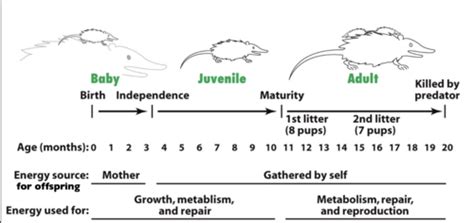 Multitrait Selection Constraints And Life History Evolution I