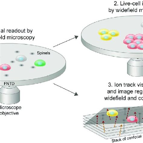 Fluorescent Readout Signal Of The Cell Layer A Representative Download Scientific Diagram