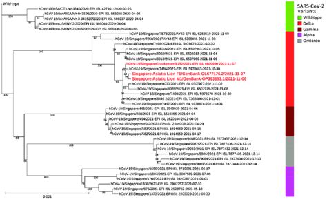 Figure Maximum Likelihood Phylogenomic Tree From A Case Of Download Scientific Diagram