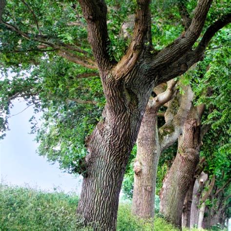 Fort Myers FL Tree Trimming Service Crown Restoration