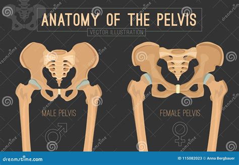 Female Male Pelvis Stock Vector Illustration Of Male 115082023