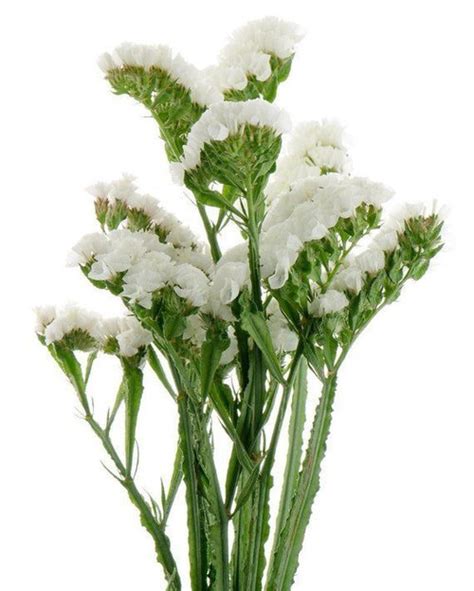 White Statice Bulk Filler Flowers Phoenix Az