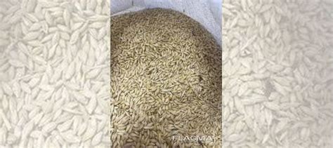 Ячмень купить в Октябрьском Животные и зоотовары Авито