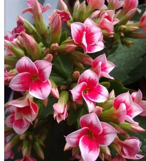 長壽花單瓣系列也很美 單瓣系列附花名 集錦一 每日頭條