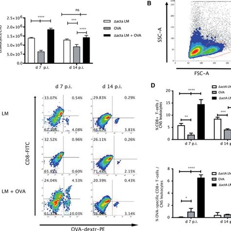 Kinetics Of Ova‐specific Cd8 T Cells In Odc‐ova Mice After Ic