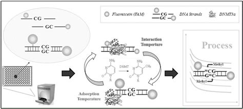 High Throughput Online Detection Method For Dynamic Methylation Process Of Dna Deoxyribonucleic