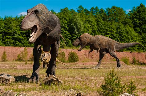 De Dinosaurus De Soorten Het Tijdperk En De Extinctie RuimBegrip Nl