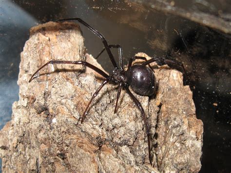 Widow Spiders Succubi Of Herpetoculture