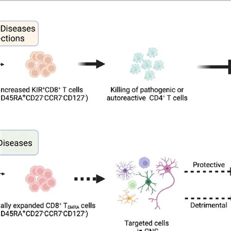Cd45ra Cd27 − Ccr7 − Cd127 − Cd8 T Emra Cells In Human Diseases A