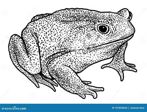 Cane Toad Vector Illustration Vector Frog 138100690