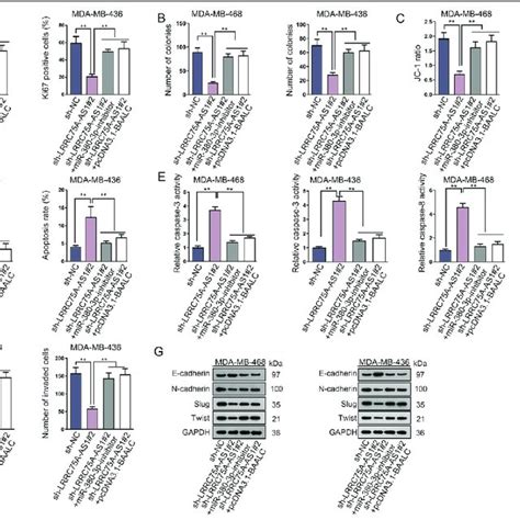 Lrrc75a As1 Modulated Tnbc Cell Proliferation Apoptosis Invasion And