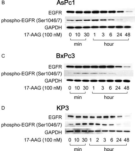 A Inhibition Of Cell Growth By 17 Aag In Pancreatic Cancer Cells