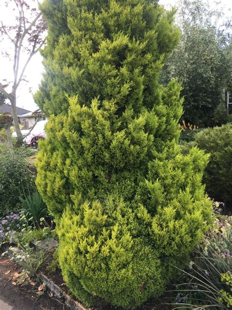 Cupressus Macrocarpa Wilma Goldcrest Xera Plants
