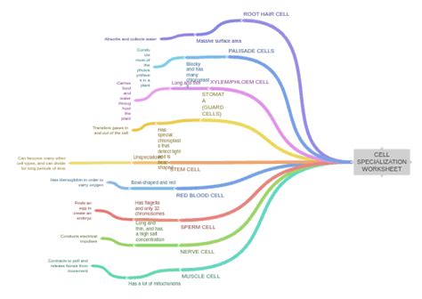 Cell Specialization Worksheet Red Blood Cell Bowl Shaped And Red Has