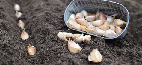 Как сажать чеснок под зиму в 2025 когда сажать как правильно схема высадки