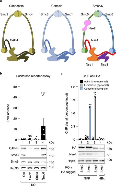 Only Smc56 Not Cohesin Or Condensin Binds To And Silences Episomal