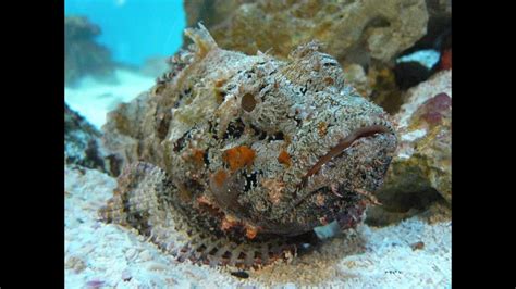 ОТДЫХ В ЕГИПТЕ ОПАСНОСТЬ Красного Моря рыба камень или бородавчатка Youtube
