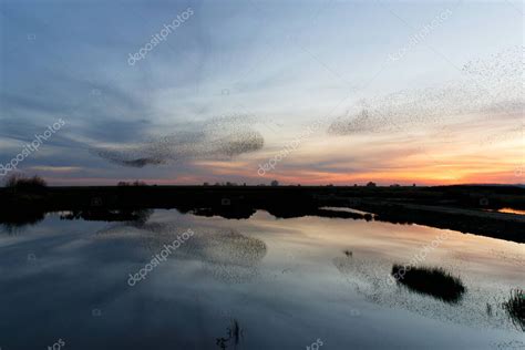 Murmuraciones de Starling Una gran bandada de estorninos vuela al atardecer en los Países Bajos