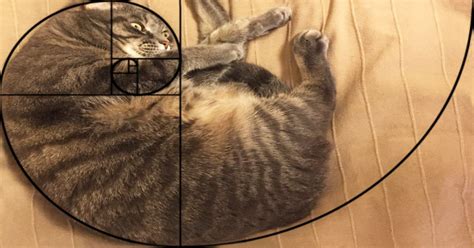 Furbonacci Sequence Proves That Cats Are Purrfect 10 Pics Bored Panda