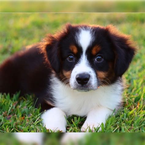 Miniature Australian Shepherd Puppies For Sale Central Parkpuppies