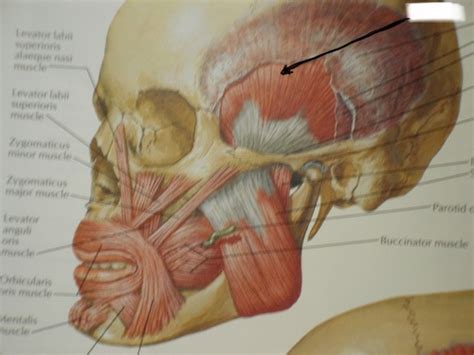 Module 8 Flashcards Quizlet