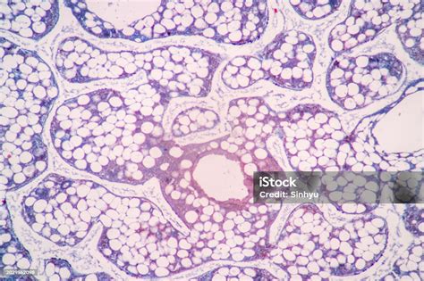 Anatomy And Histological Red Bone Marrow Human And Tendon Human Under