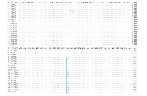 Twenty Sequenced Samples Using Mega6 Show C To T Shift In The 39th