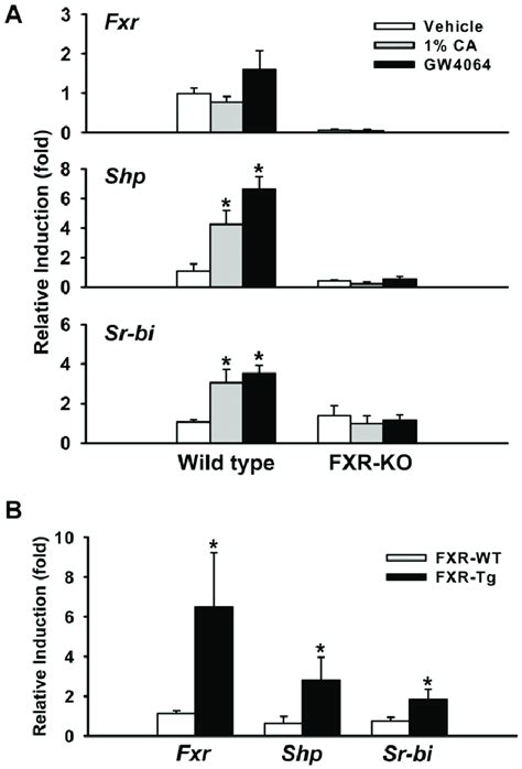 Sr Bi Transactivation Is Fxr Dependent In Mouse Liver A Induction Of