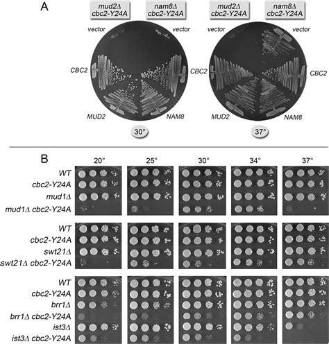 Genetic Interactions Of Hypomorphic Mutations In The M7g Cap Binding Pocket Of Yeast Nuclear Cap