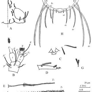 Decapauropus Annulicordatus Sp N Holotype A Head Submedian And