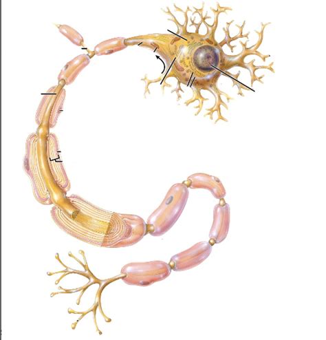 Biomedical Science Neuron Labeling Quiz Diagram Quizlet