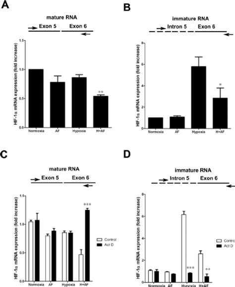 Active transcription is required for inhibition of HIF 1 α mRNA Download Scientific Diagram