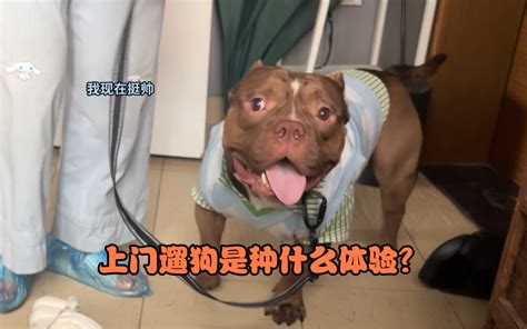 上门遛狗第46单，所以我们到底是什么关系？？ 阿喵阿昊 阿喵阿昊 哔哩哔哩视频