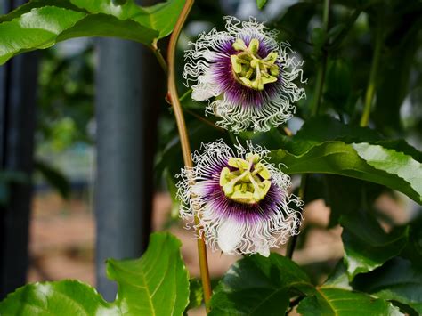 パッションフルーツの花
