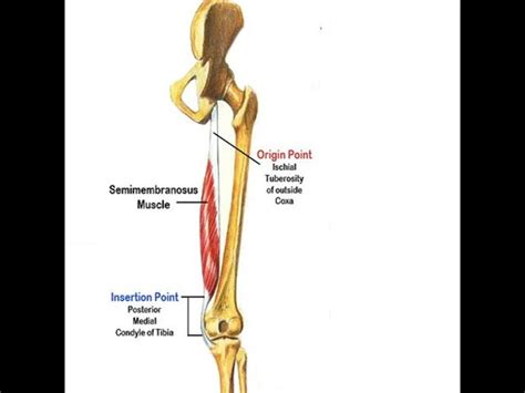 Semimembranosus Muscle