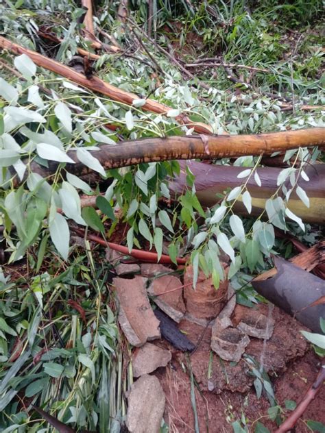 Queda De Eucalipto Rompe Adutora E Afeta Abastecimento Nos Bairros Vila Tanque E Areia Preta
