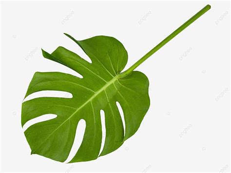 龜背竹葉子植物 龜背竹 葉子 綠植png去背圖片素材免費下載，免摳圖設計圖案下載 Pngtree