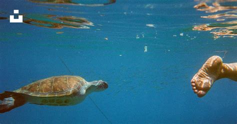 바다에서 수영하는 거북이와 사람 사진 Unsplash의 무료 파랑 이미지